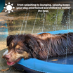 Splashy - Dog Sprinkler Pool – smilingpaws